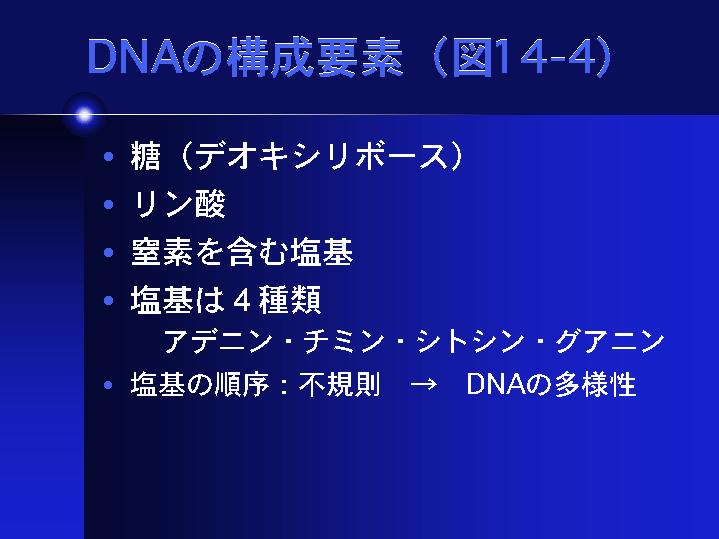 DNAの構成要素（図14-4）